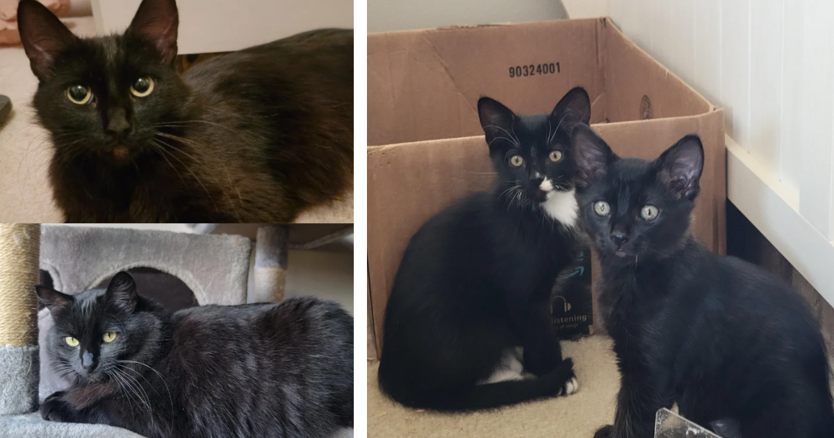 Skittish and pregnant void cat slowly makes her way to family, they ...