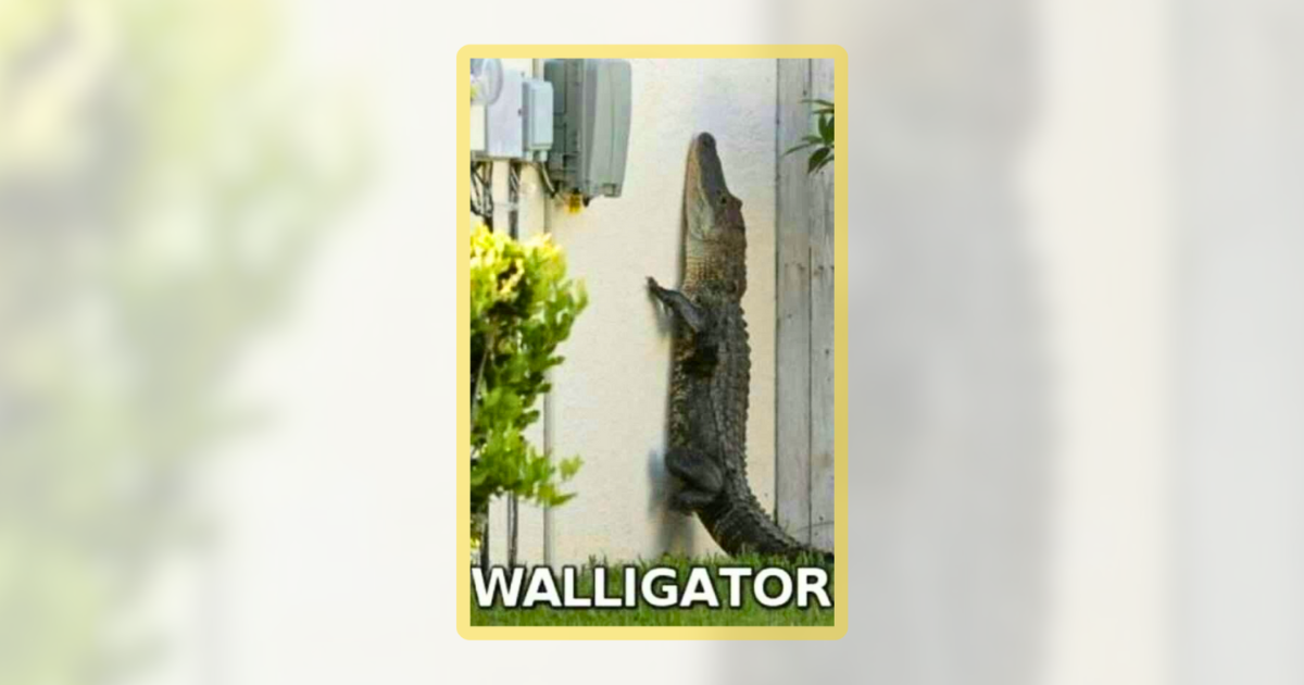 Good ol’ Fashioned Feral Animal Memes to Start the Day With Wildlife ...