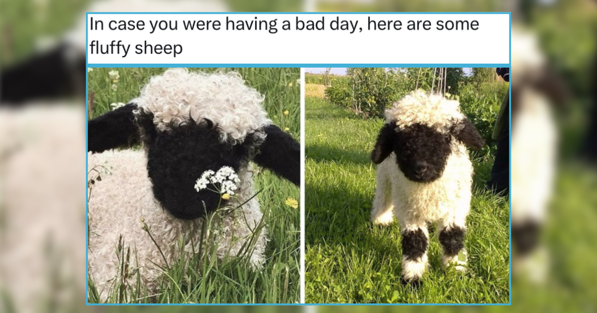 A Wholesome Scroll of Baby Animals to Remind You Life Isn't All Bad ...