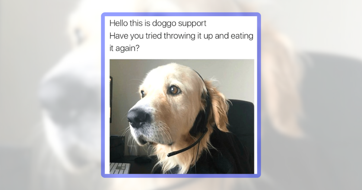 23 Good Boy & Girl Memes for Anyone Who Knows Dogs Deserve All the ...