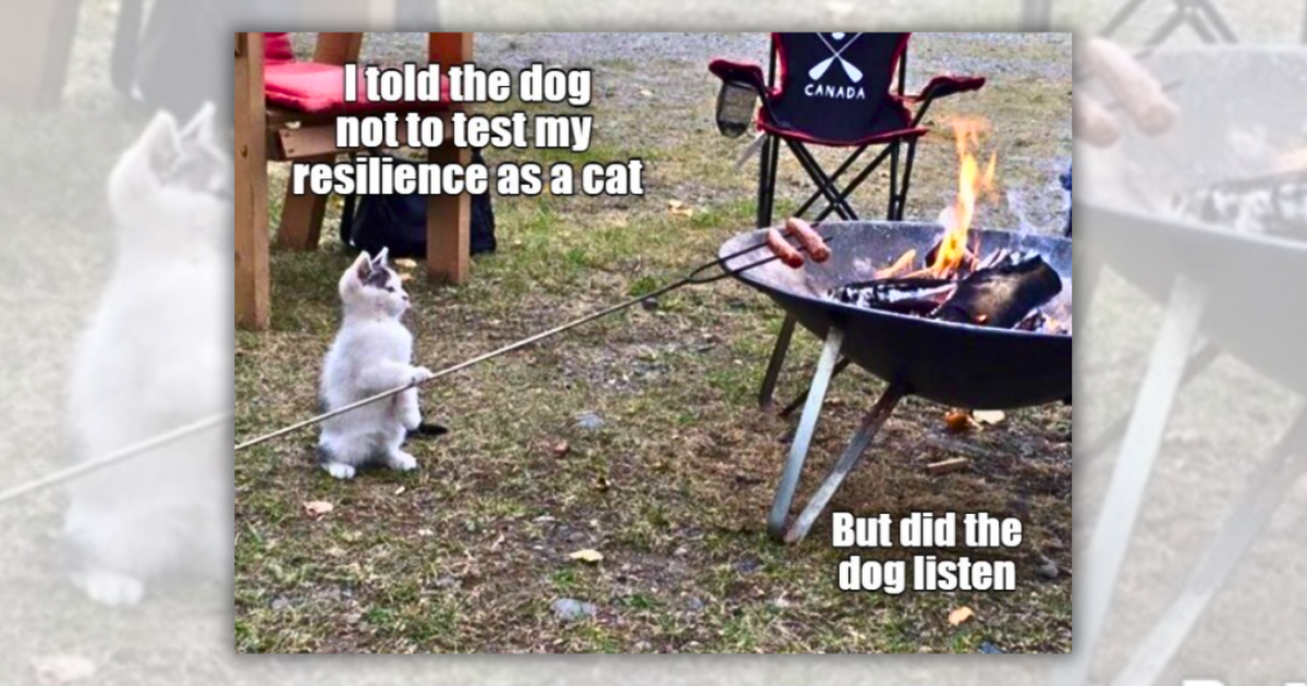 20 Classically Comedic Cat Memes That Remind You of the Good Ol' Days ...