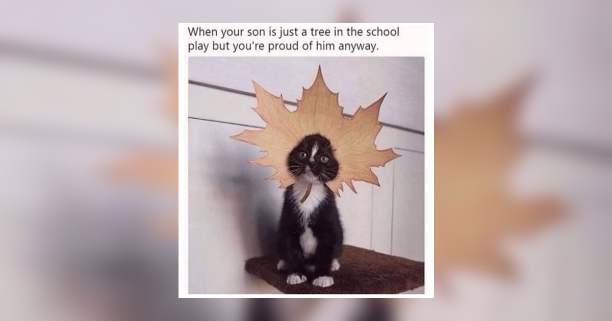 Funniest Cat Memes for Feline Fanatics - Memebase - Funny Memes