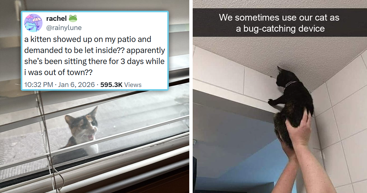 Your Weekly Caturday Meowgazine: 20 Most Purrfect I Can Has Meowments ...