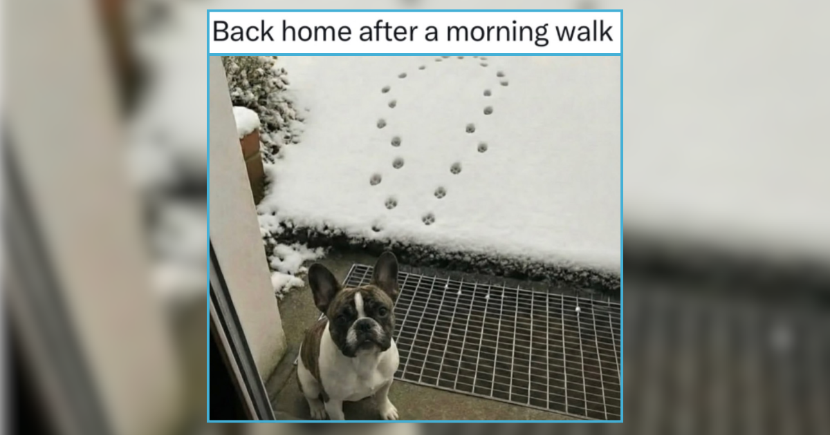 22 Cozy Animals in Snow Living Their Best Winter Wonderland Lives For ...