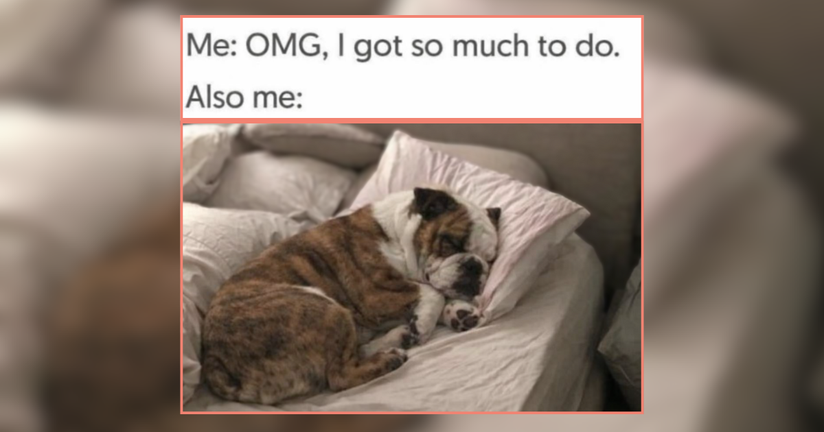 A Doggo Dream of Precious Puppers Being Silly Floofy Fluffers - Animal ...