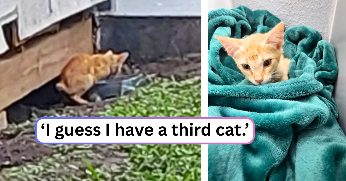 Woman with a full feline family saves a missing-tail kitten from under ...