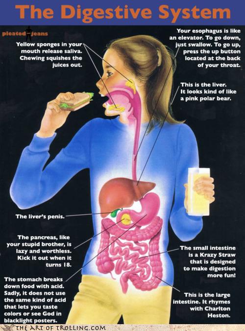 How The Digestive System Works Art Of Trolling Troll Trolling 