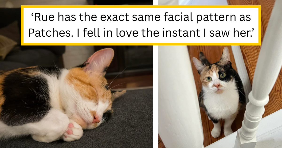 'She sensed that I was a safe person': Sweet calico cat ghosted by ...