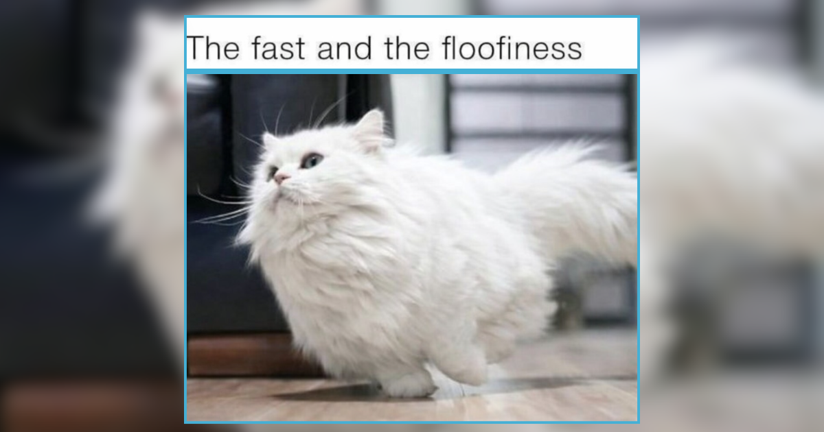 25 Fantastic Felines Doing Nothin' But Cat Things - I Can Has Cheezburger?