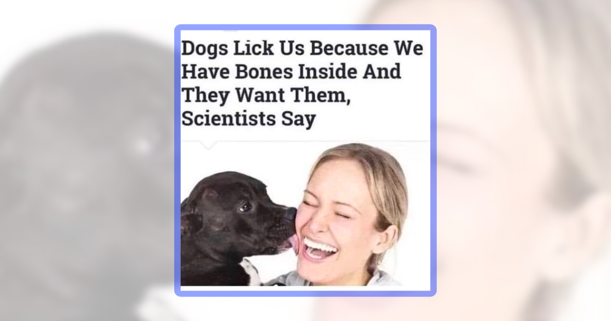 22 Doofus Dog Memes to Fill Your Day With Dogturday Fluff - Animal ...