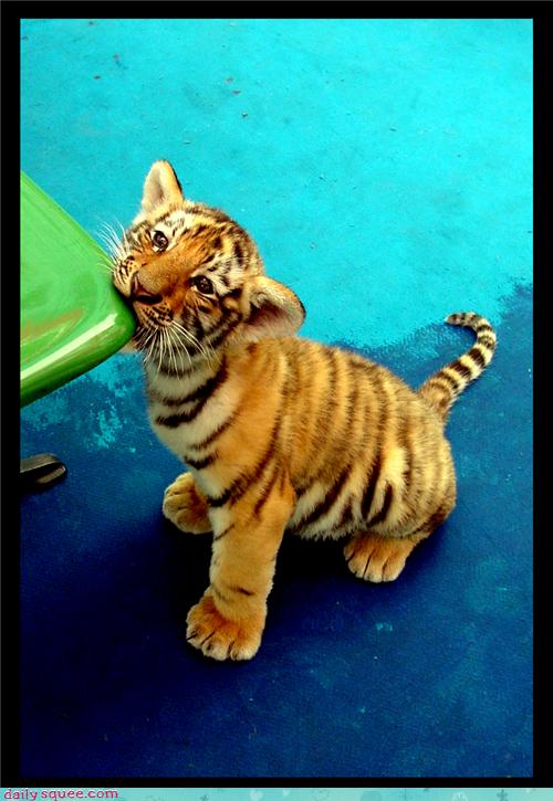 Squee Spree: That Chair is Not Food - Daily Squee - Cute Animals - Cute ... Squee Spree: That Chair is Not Food - Daily Squee - Cute Animals - Cute ...