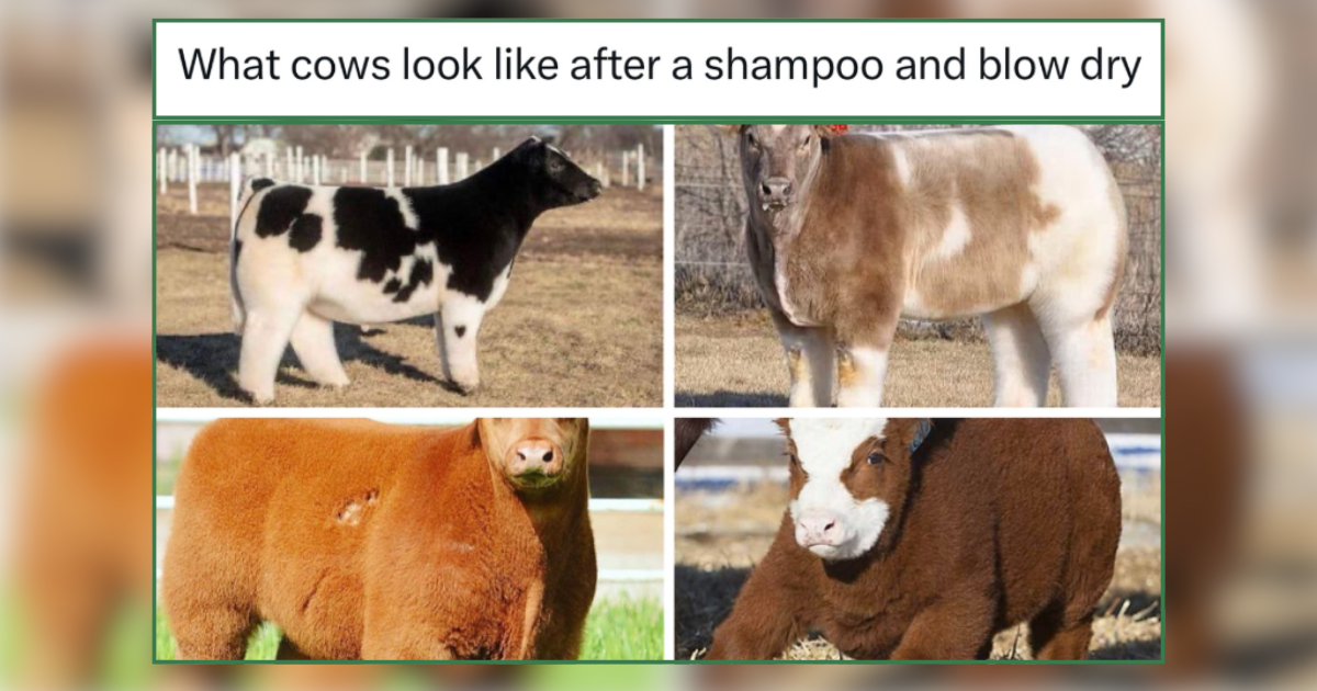 The Floofiest of Animals Being Criminally Cute - Animal Comedy - Animal ...