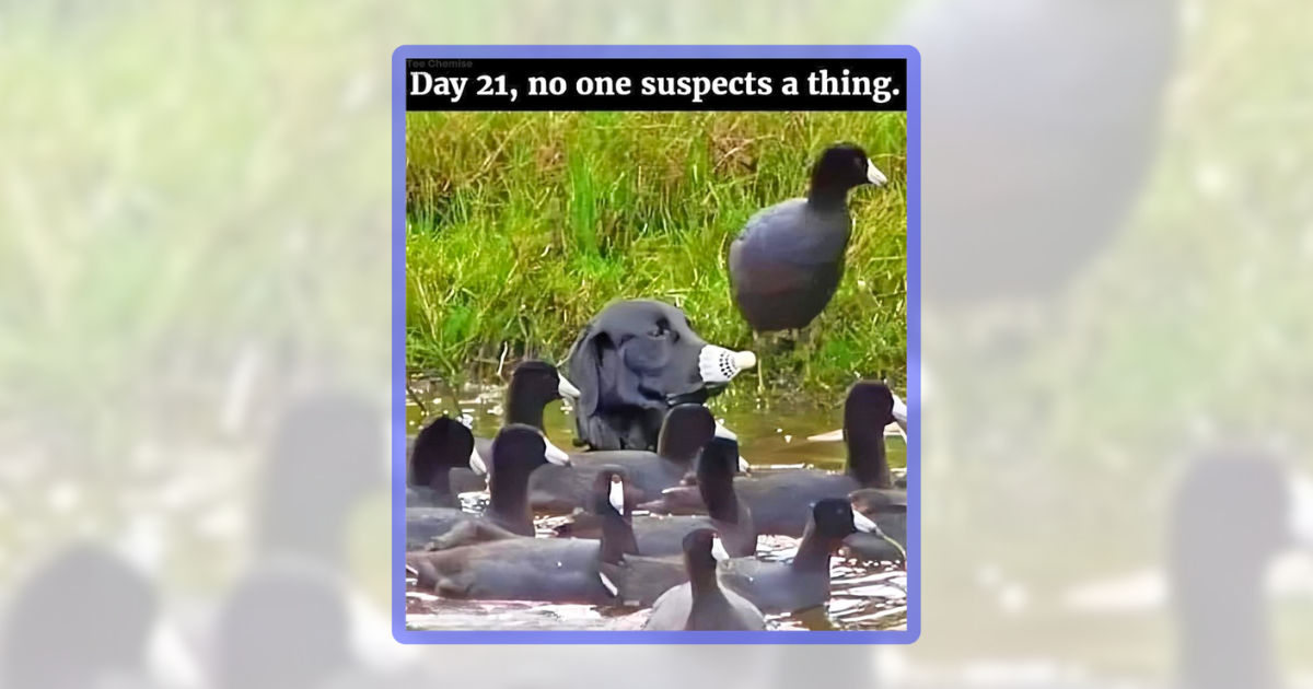 24 Floofy Doggo Funnies to Wrap Your Day in Wholesome Wagging Comfort ...