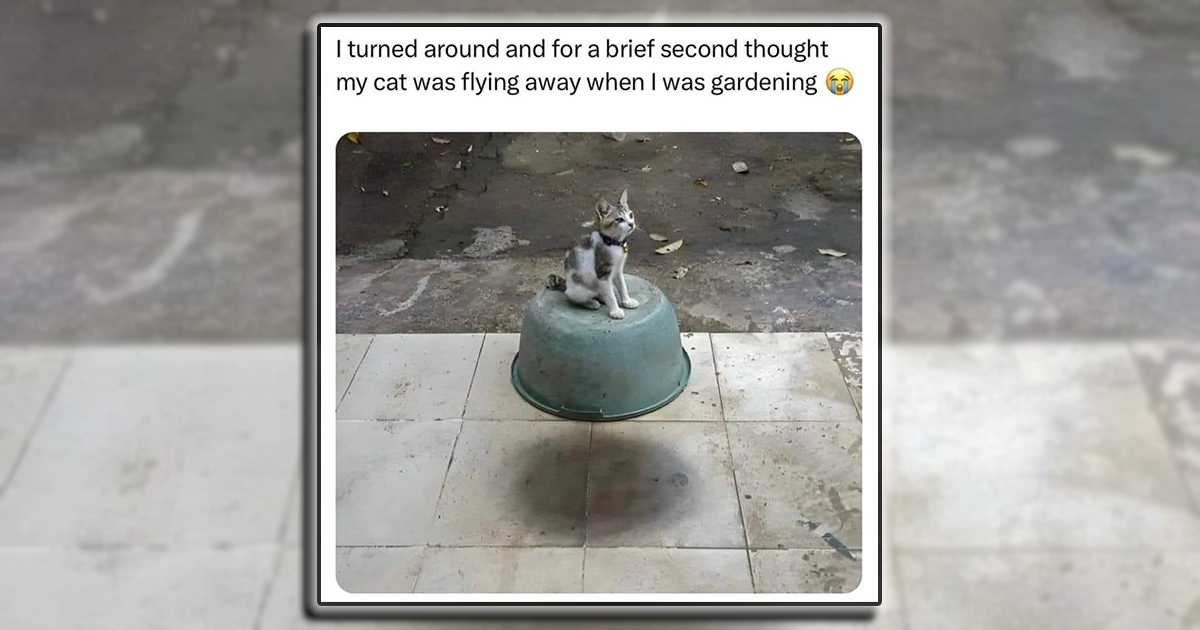 25 Meowgical Cat Memes That are OptiCAT Illusions - I Can Has Cheezburger?