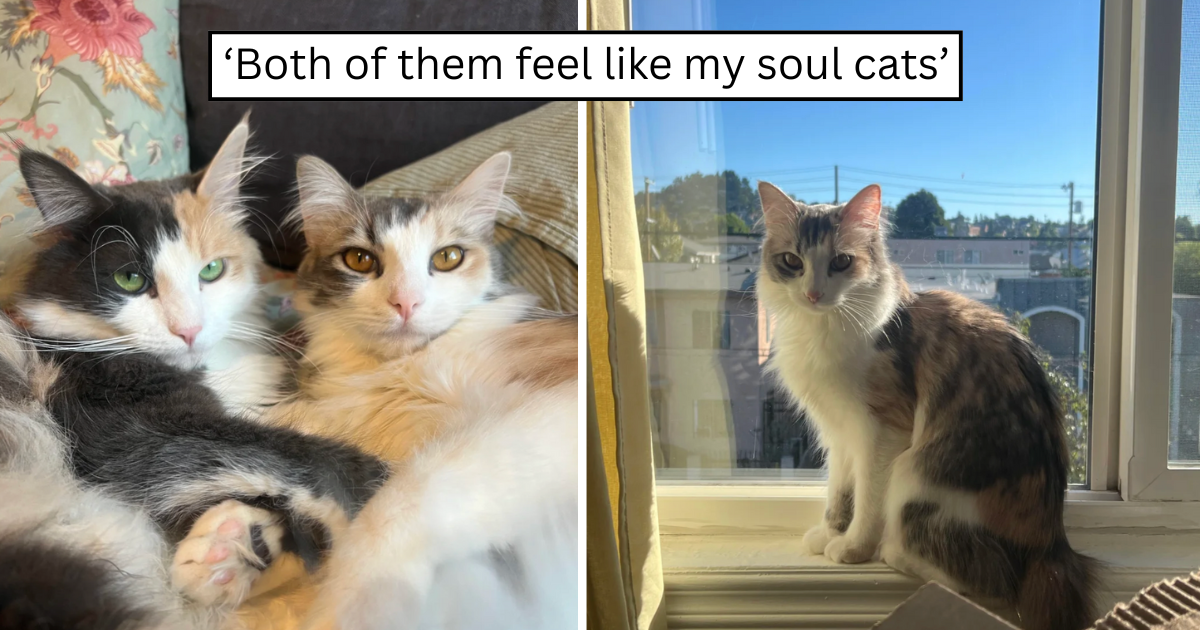 'There was just no way I was going to be able to let these girlies go ...