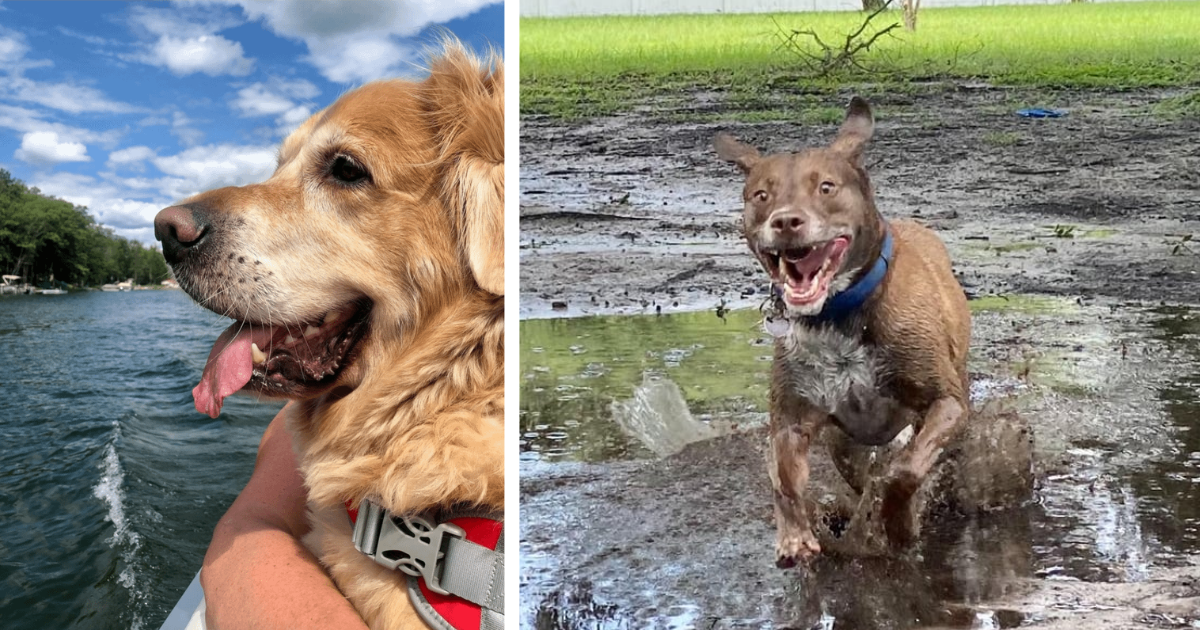 23 Happy Pics of Hounds Having the Time of Their Lives - Animal Comedy ...