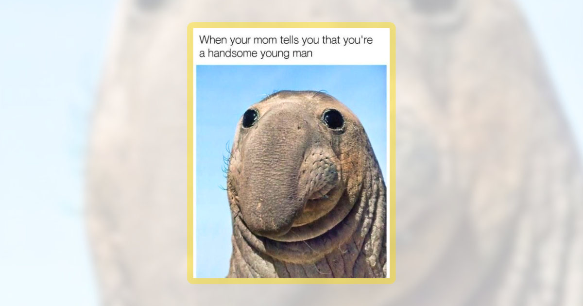 A Splashy Scroll of 20 Seal Memes to Brighten Your Day With Blubbered ...