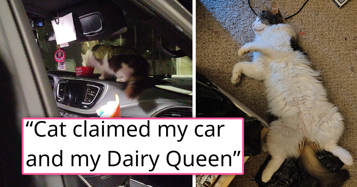 Stray cat jumps into woman's car, eats her Dairy Queen, demands to be ...
