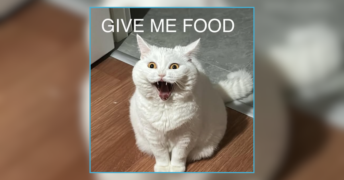 Screaming Cat Memes for When You Feel Like Life is Too Much - I Can Has ...