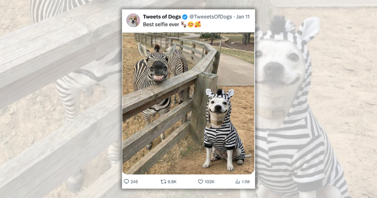 20 of the Furriest and Funniest Animal Tweets to Sprinkle Some Smiles ...
