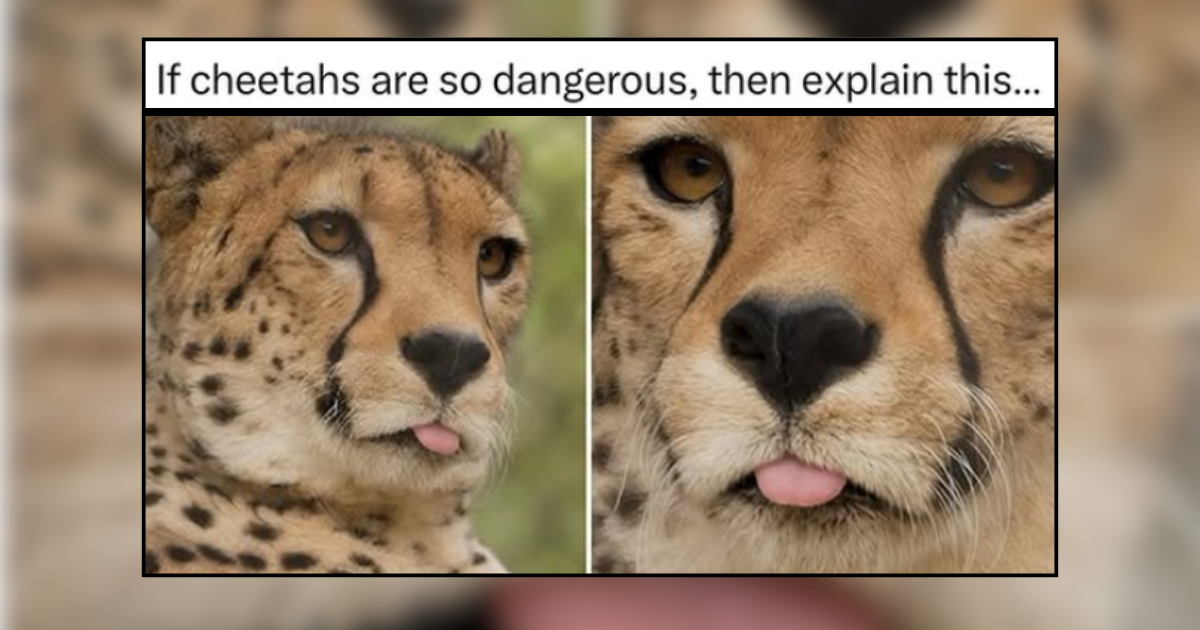 A Batch of Wild Animal Memes With Smiling Faces to Cheer You Up ...