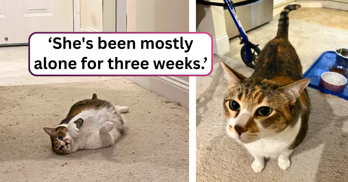 Adventuring cat about to board a plane for the first time to be ...