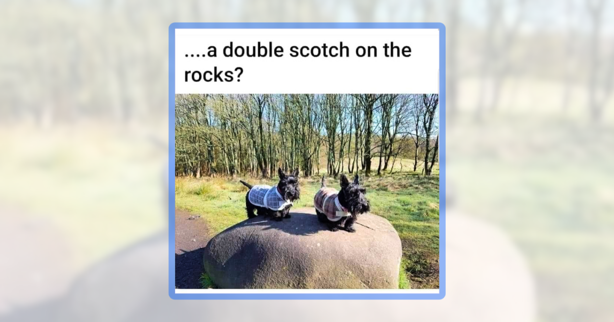 20+ Downright Delightful Dog Memes for Pawrents Seeking Silly ...