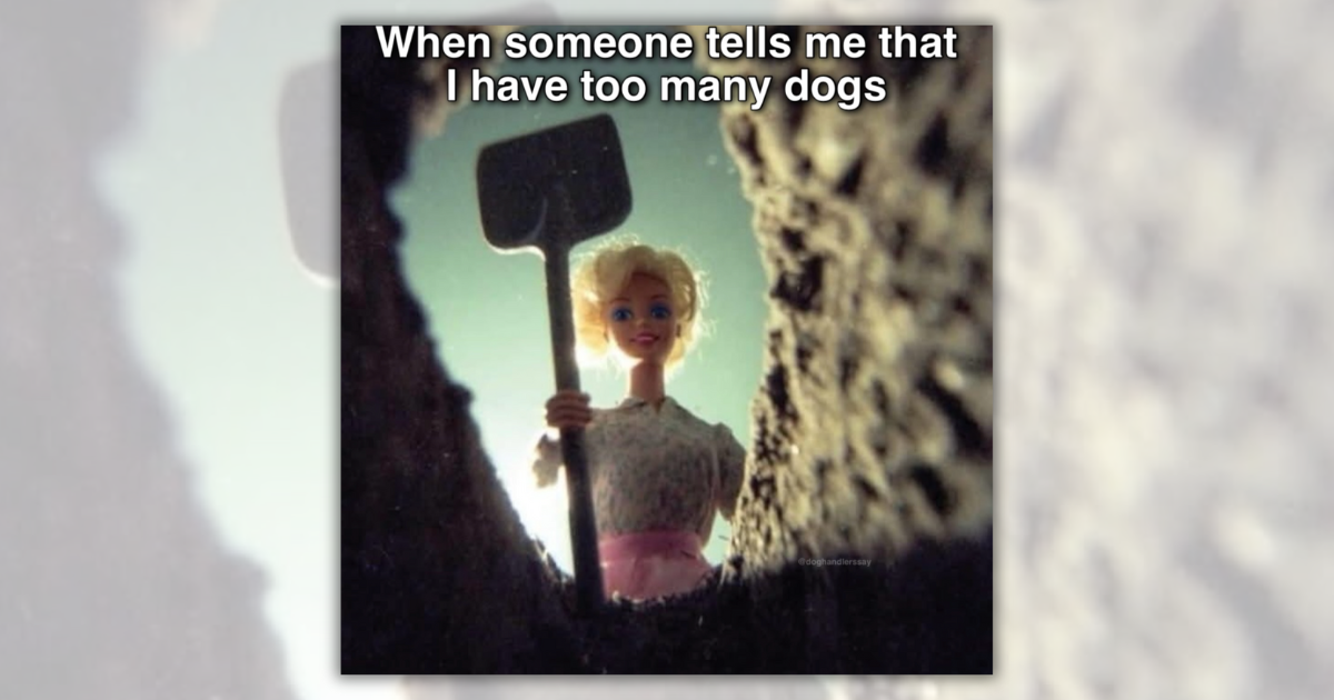 A Canine Curation of 24 Memes Made Specifically for Dog Devotees ...