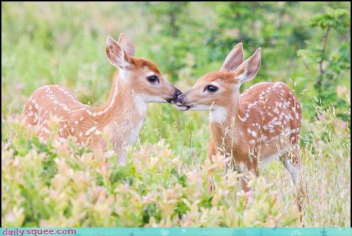 Deer Nuzzles - Daily Squee - Cute Animals - Cute Baby Animals - Cute ...