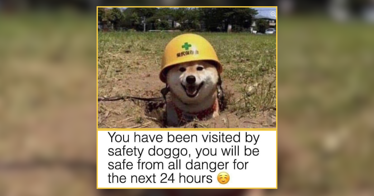 25 Inspiring Pupper Posts to Get Your Lazy Head Out of Bed - Animal ...