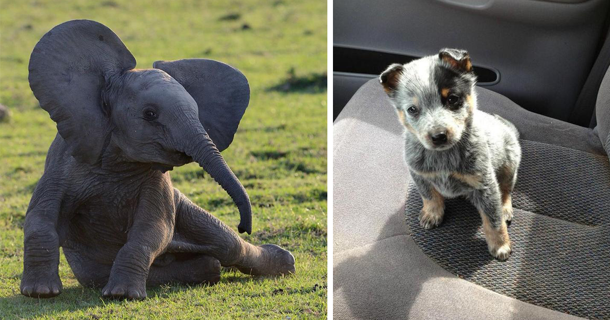 20 Itty Bitty Cute Baby Animals To Bring A Smile To Your Face (January ...