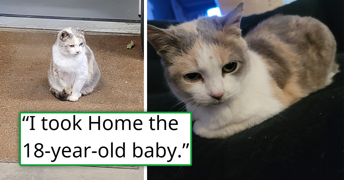 18-year-old stray senior cat finally finds a forever home after over a ...