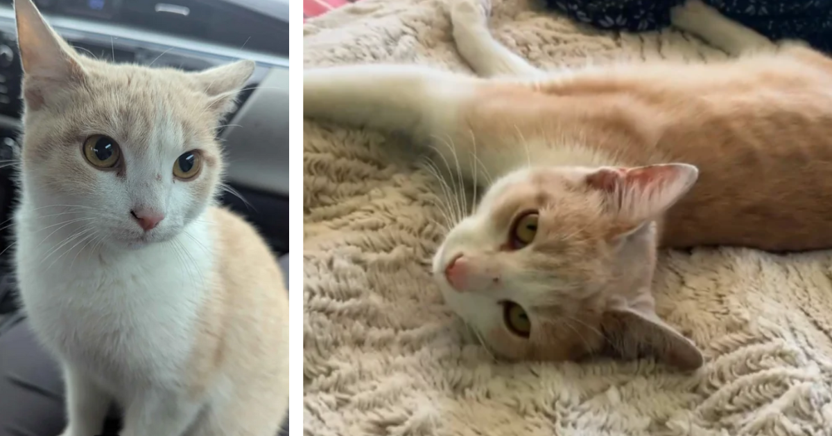 Hospital worker finds quivering stray orange cat in the rain, but her ...