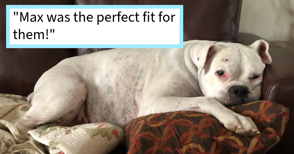 Grandfather’s passing leaves his deaf Boxer to be adopted out or cross ...