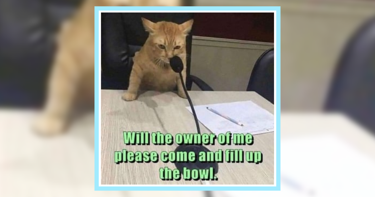 25 Fresh Feline Funnies to Fill your Cat Loving Soul with Fur - I Can ...