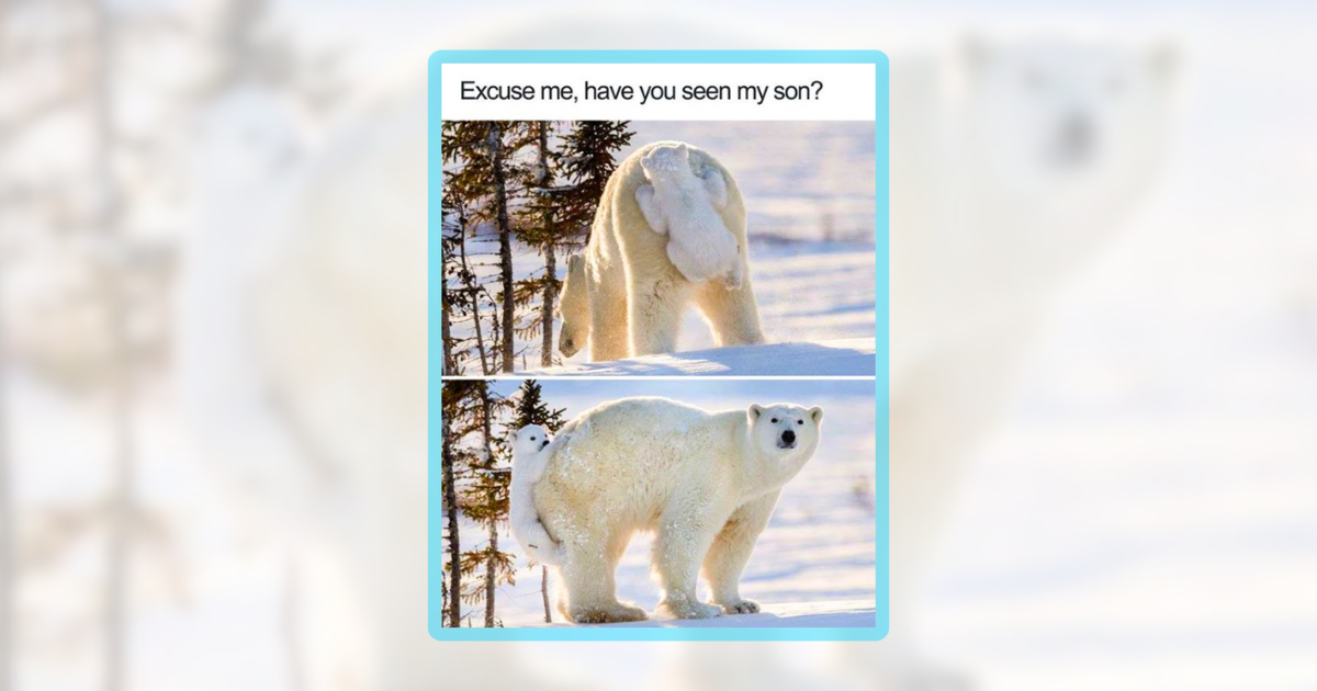 29 Arctic Animal Antics to Thaw Your Winter With Wholesome Memes ...
