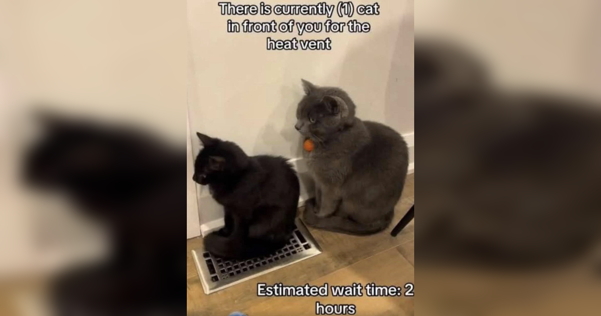 Funniest Cat Memes for Feline Fanatics - Memebase - Funny Memes