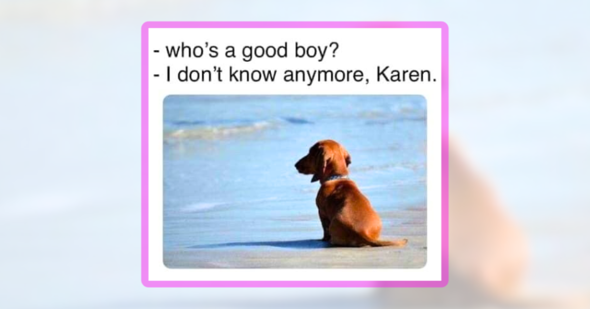 24 Pawrecious Dog Memes Bringing Peak Good Boys and Girls Energy ...
