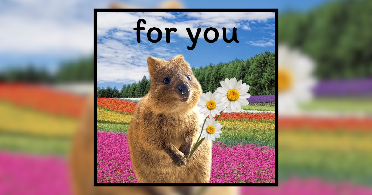 Happy-Go-Lucky Quokkas That Are Too Cute For Their Own Good - Animal ...