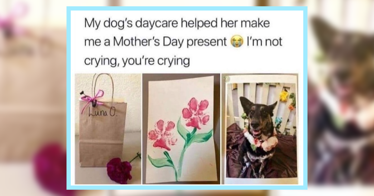 24 Heart-Filling Dog Memes Fur a Fluffy and Funny Start to the Work ...