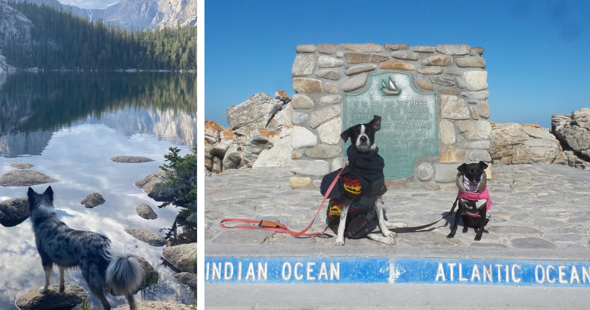 20 Backpacking Adventure Pupper Pics for Travel Hungry Hoomans Hangry ...