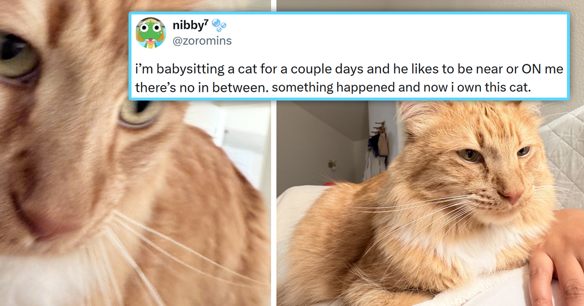 Friend jokingly offers to keep the fluffy feline she's cat-sitting, the ...