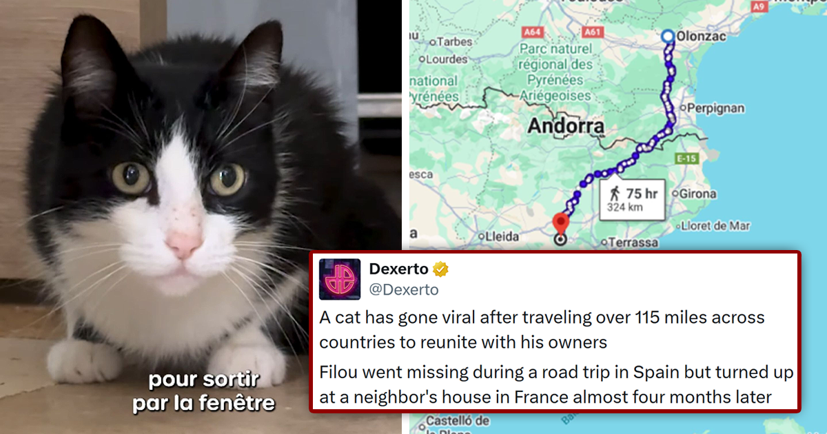 36 of the Funniest and Freshest Feline Tweets to Fill Your Week With ...