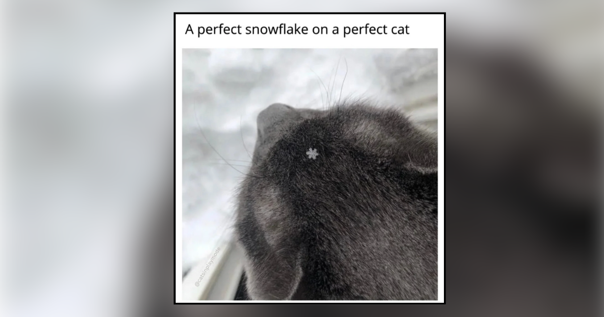 24 Snuggly Memes of Cats Treating a Snow Day Like a Pawsitive Excuse to ...