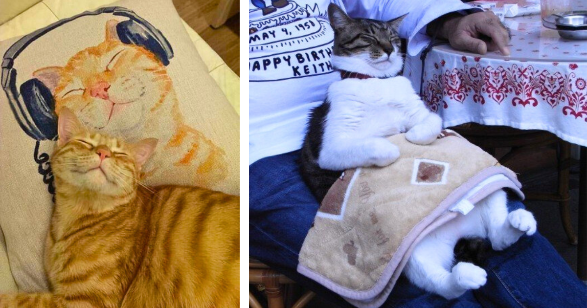 I Can Has Cheezburger? - weekday - Funny Animals Online - Cheezburger