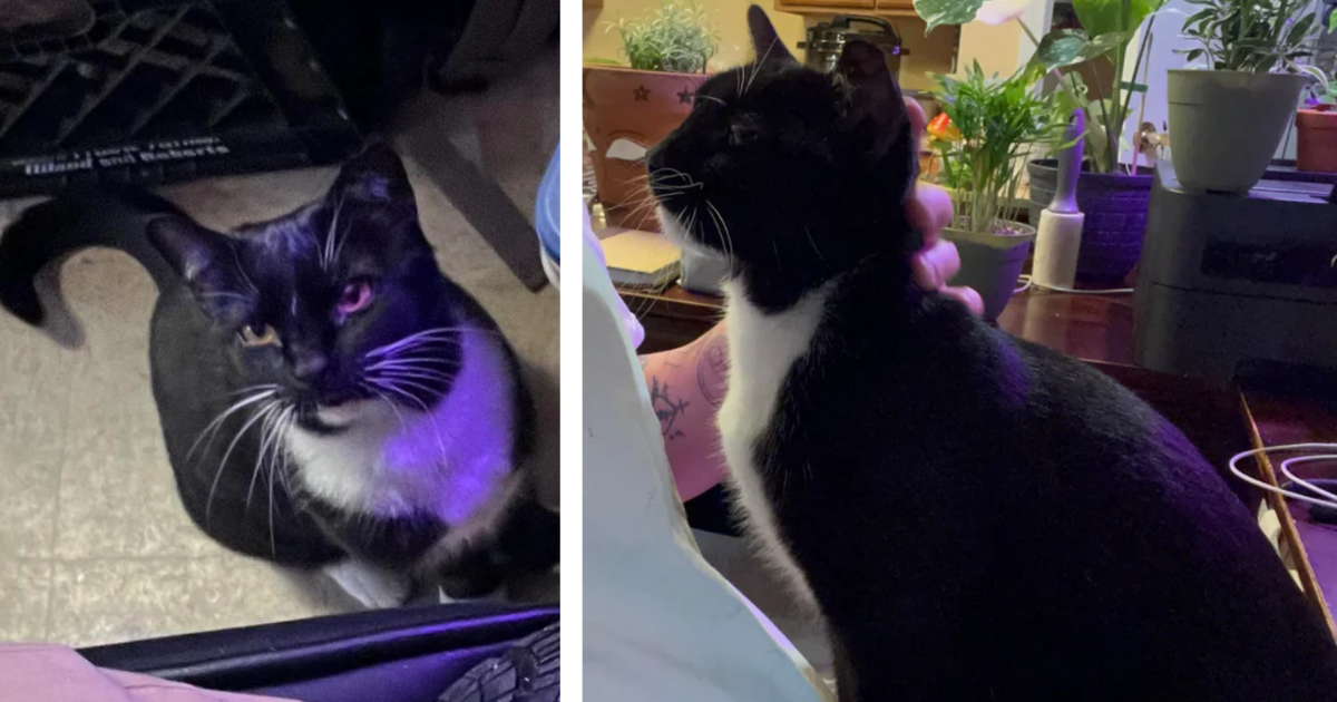 'Apparently I have a cat now': Just before snow storm, tuxedo cat asks ...