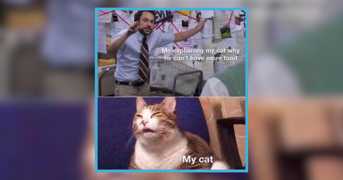 22 Pawfectly Silly Cat Memes for When You Need That Midday Purk-Me-Up ...