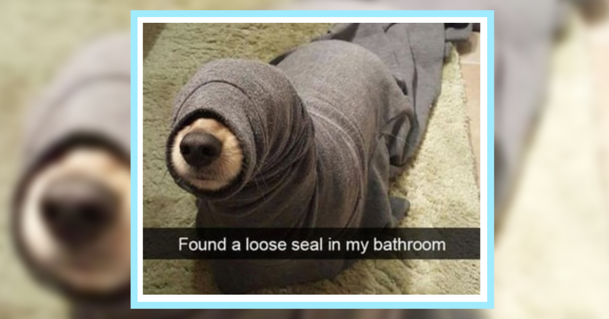 22 Daft Dog Memes for Hardworking Hoomans Who’ve Had Enough of their ...