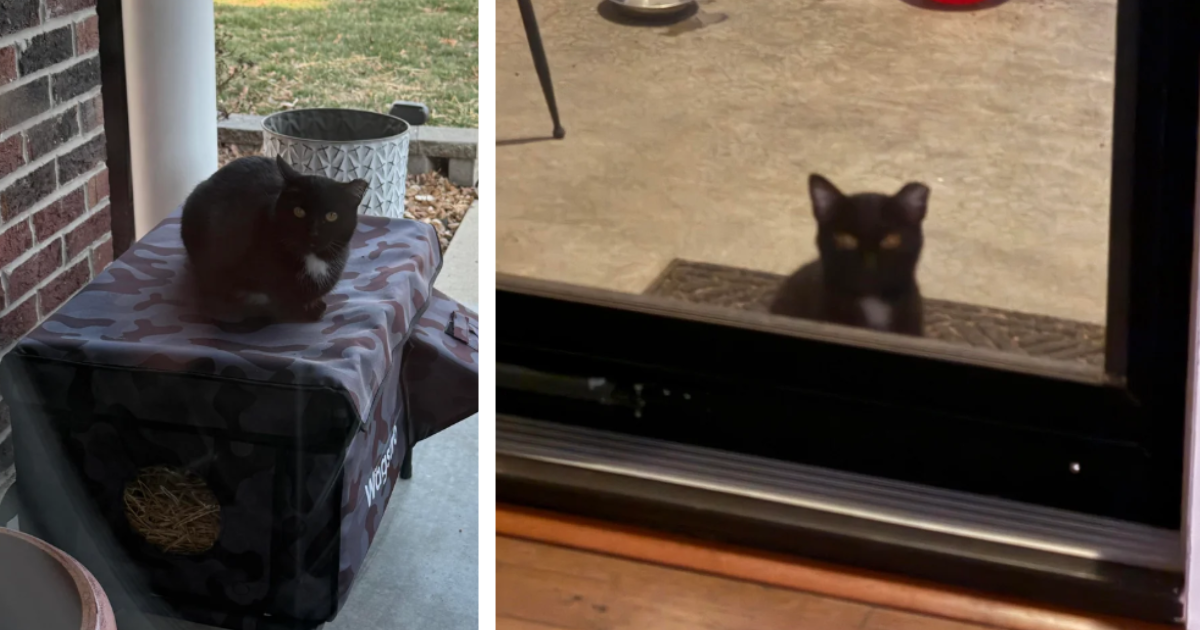 'Finally got a void cat!': Kind person celebrates the stray he's been ...