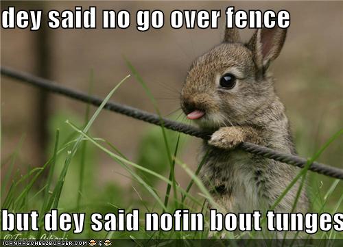 Derp - rabbit - Derp Face Derps - hurr durr derp face - derp - Cheezburger